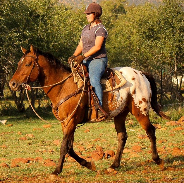 Jenzostud – Couloured Horses that are bred for grace, conformation ...